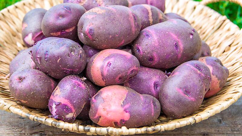 Vous êtes dans les patates! | Le Journal de Québec