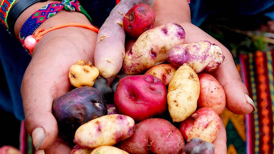 Vous êtes dans les patates! | Le Journal de Montréal