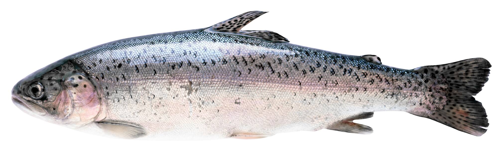 Du poisson SVP | Le Journal de Montréal