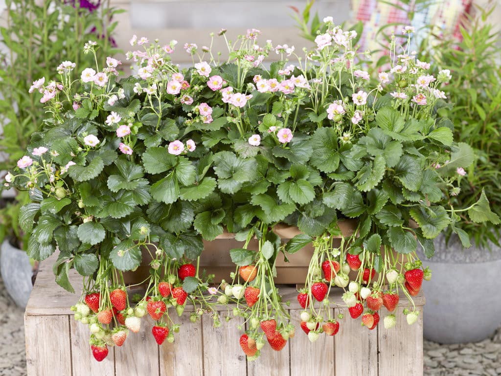 Fleurs et potager: Des fraises sur votre terrasse | JDM