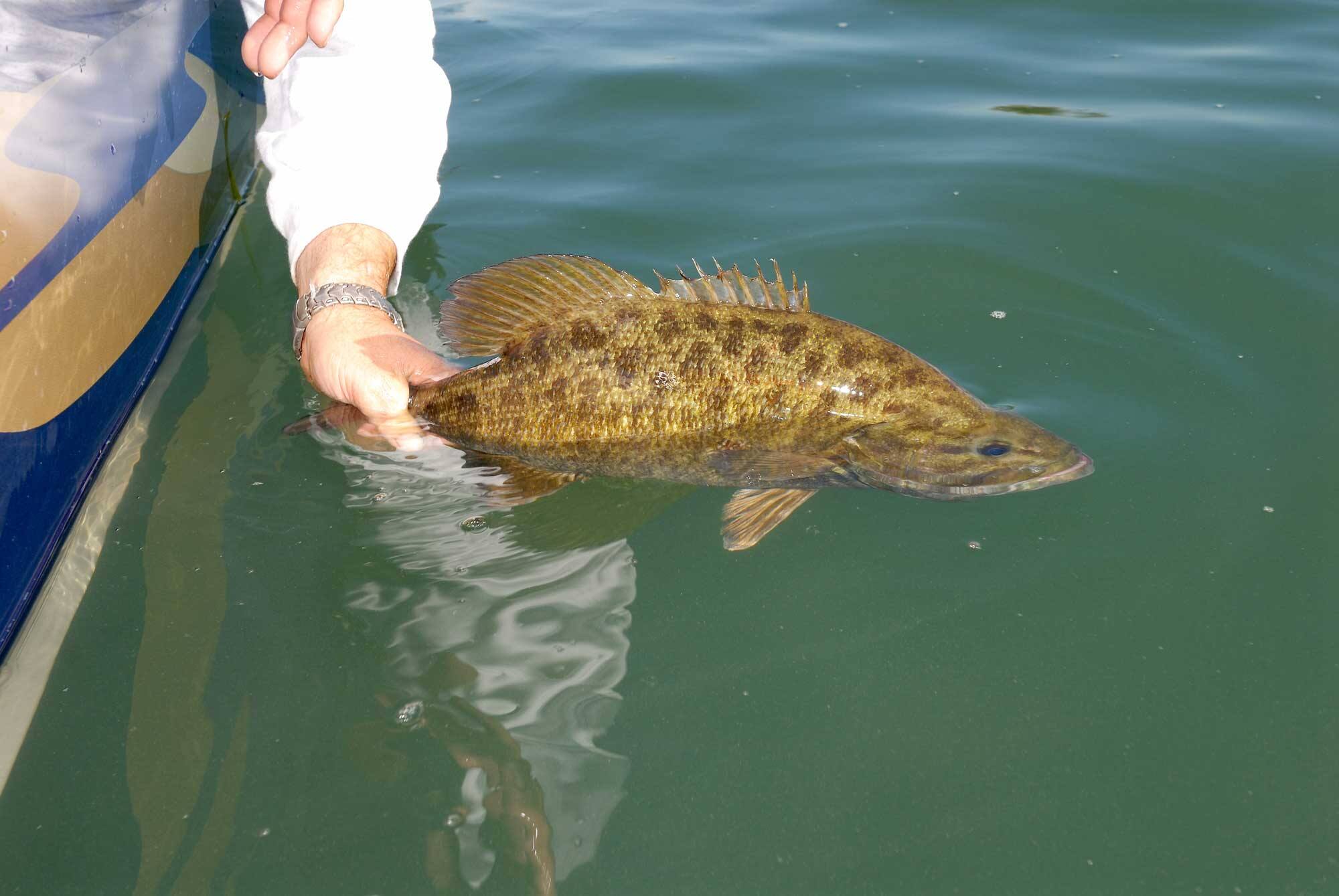 Le top 15 pour l’achigan à petite bouche | JDM