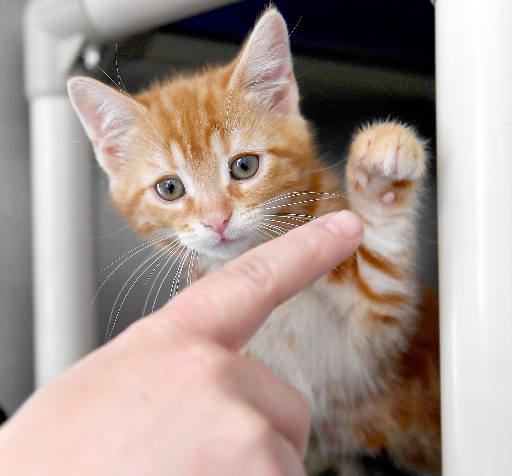 Des chats à adopter gratuitement à la SPA de Québec | JDQ