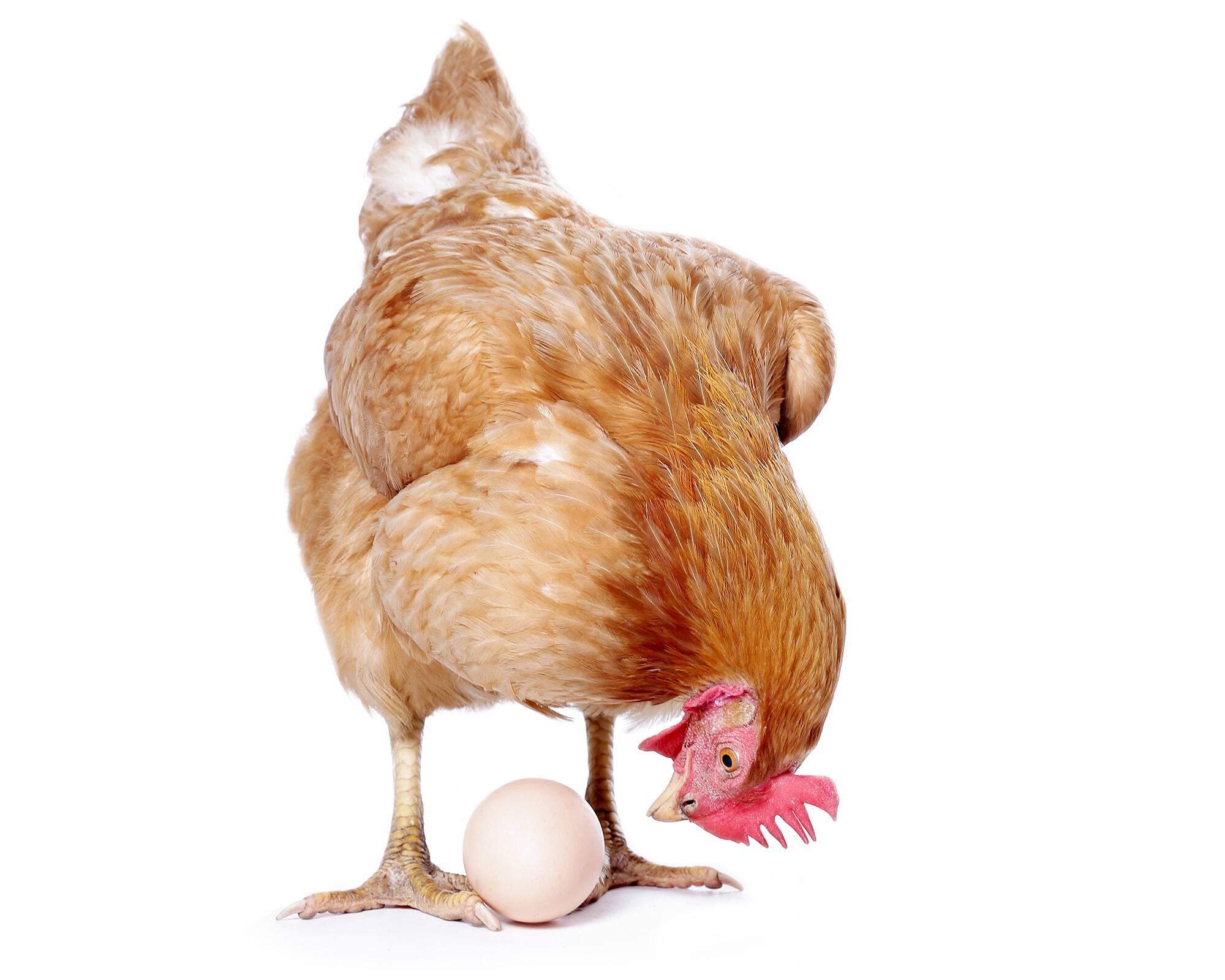 Les scientifiques savent (enfin) qui, de l’œuf ou la poule, est arrivé ...