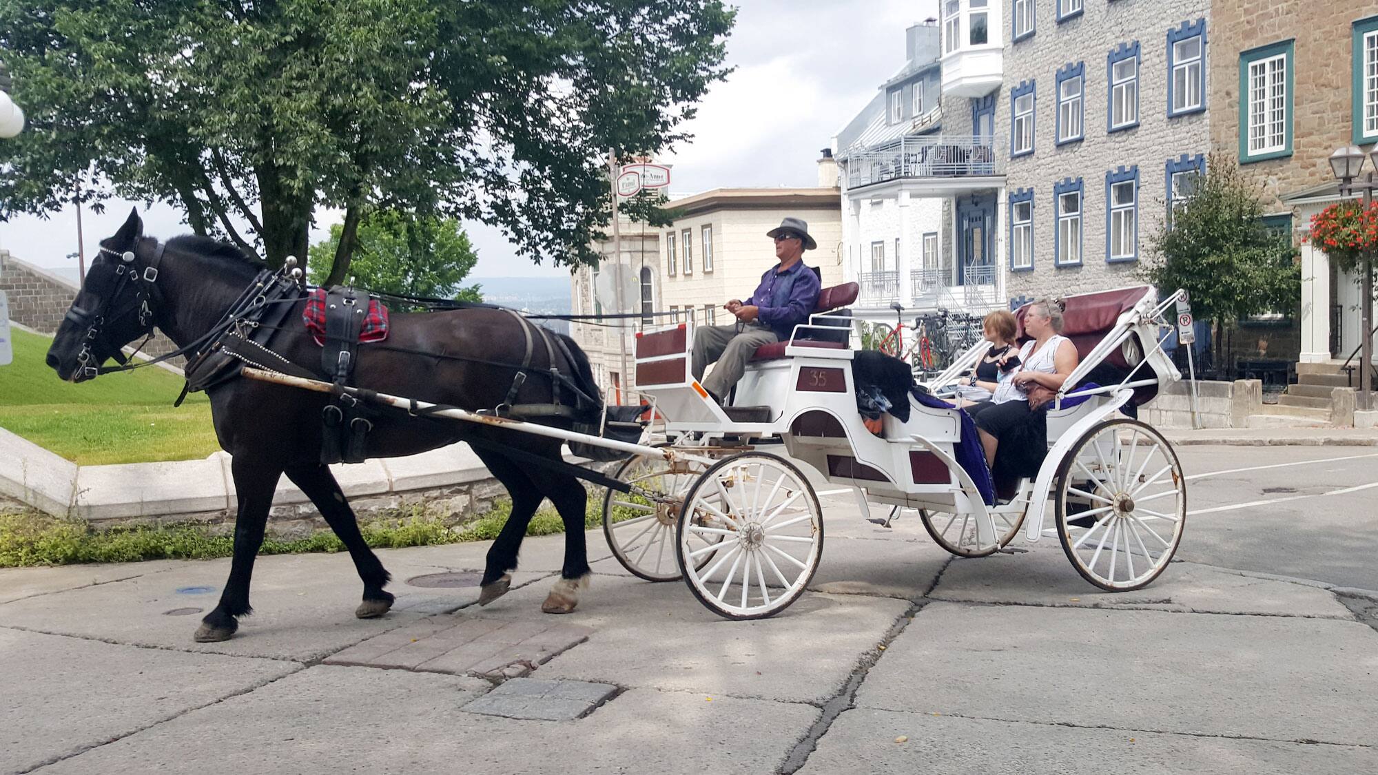 Plus qu’une seule calèche à Québec | TVA Nouvelles