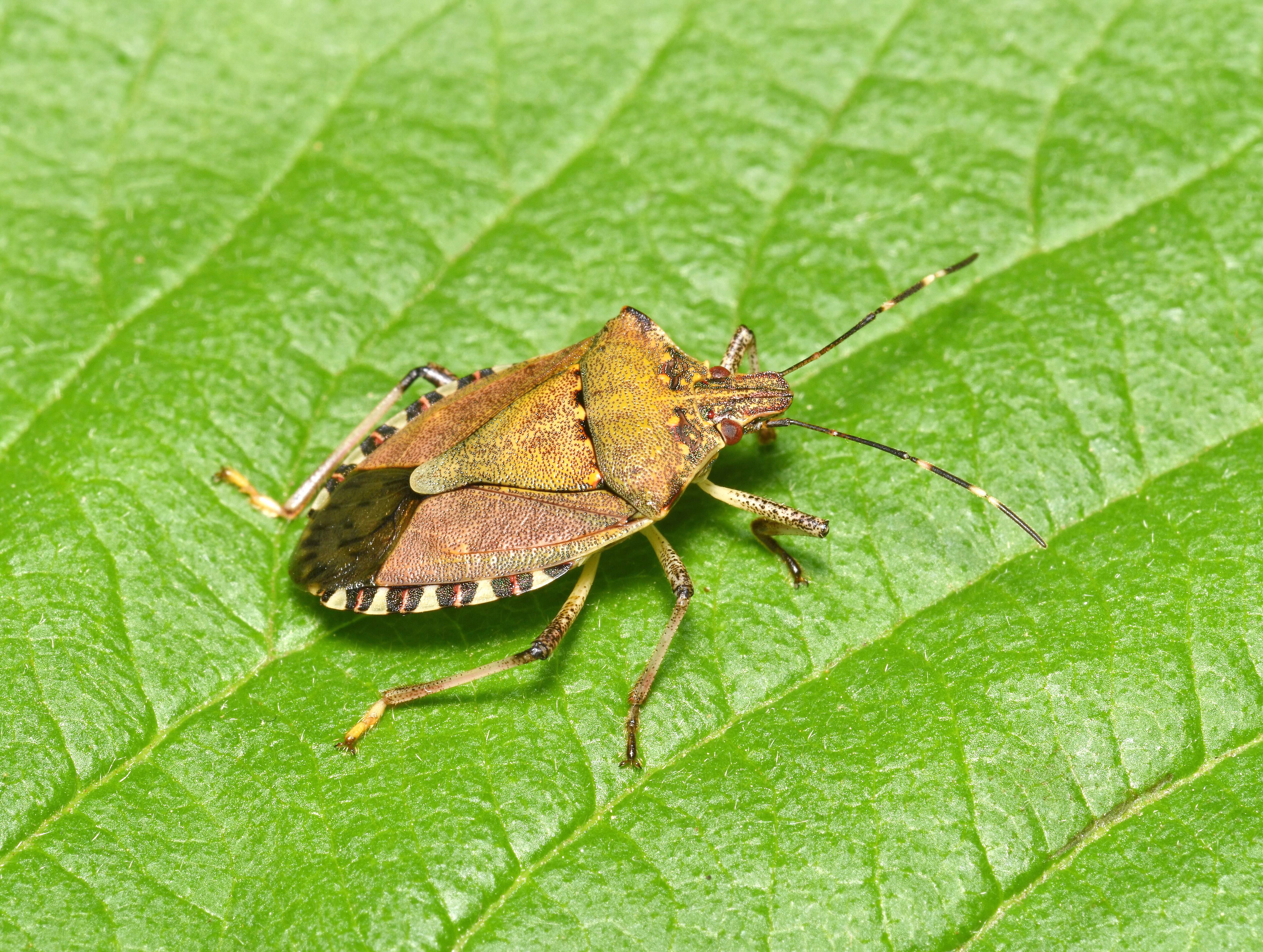 La punaise diabolique progresse au Québec | JDM