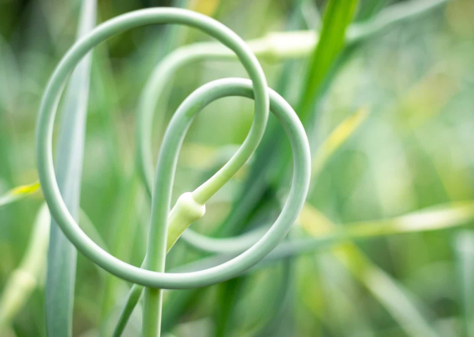 Cultivez de l’ail sur votre terrasse | JDM