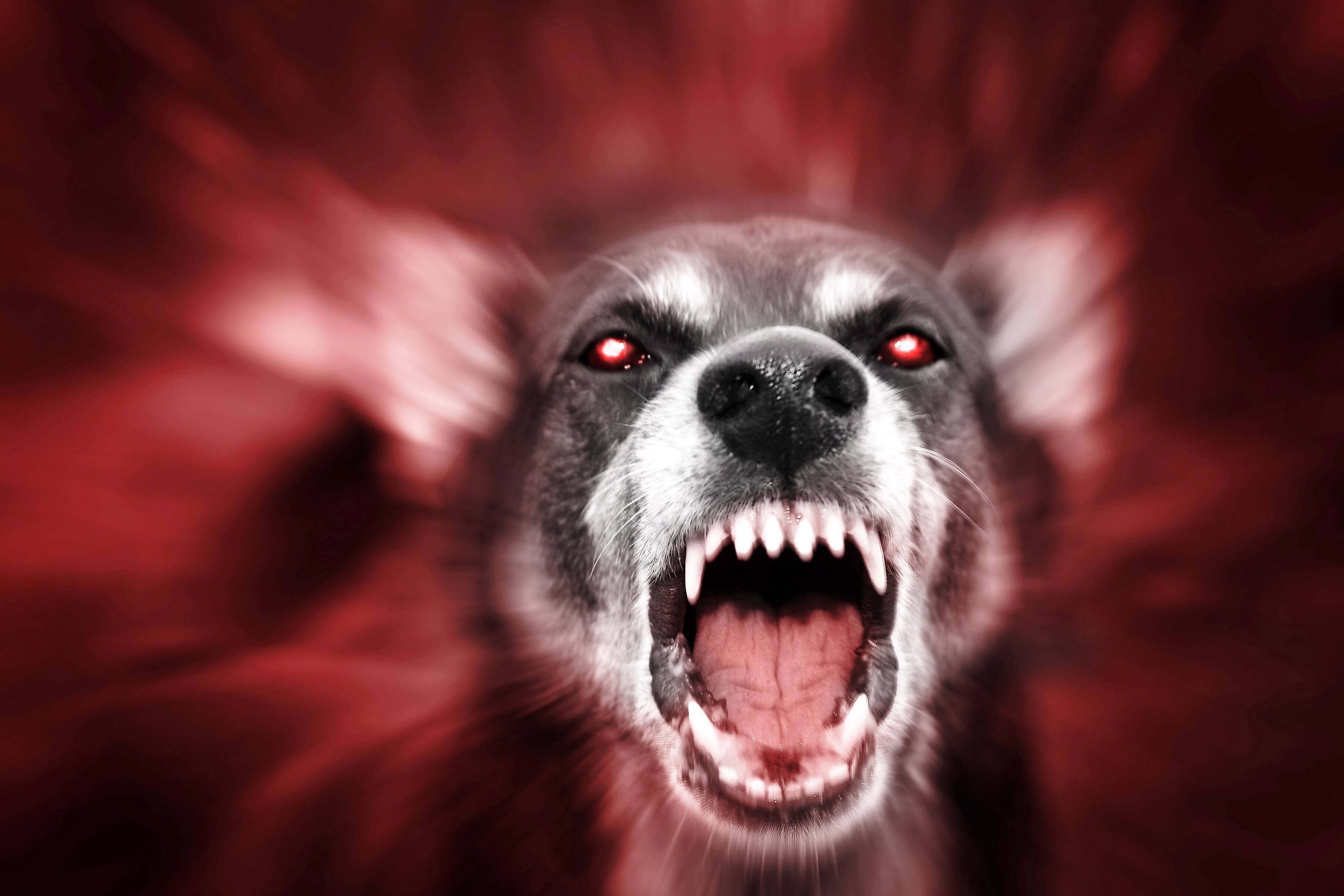 Animaux enragés : pas seulement pour faire peur à l’Halloween | JDM