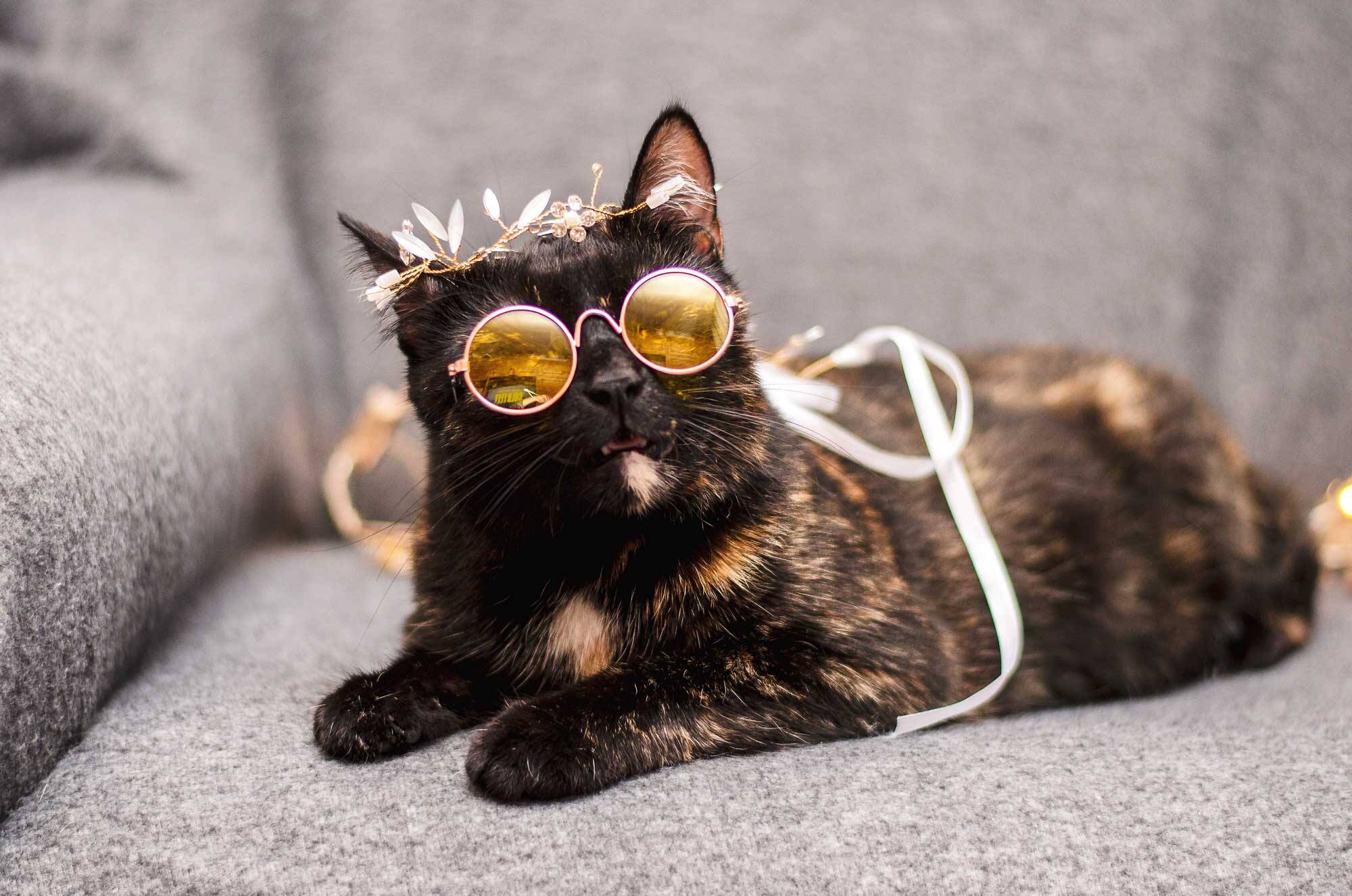 Le chat roi et maître | Le Journal de Montréal