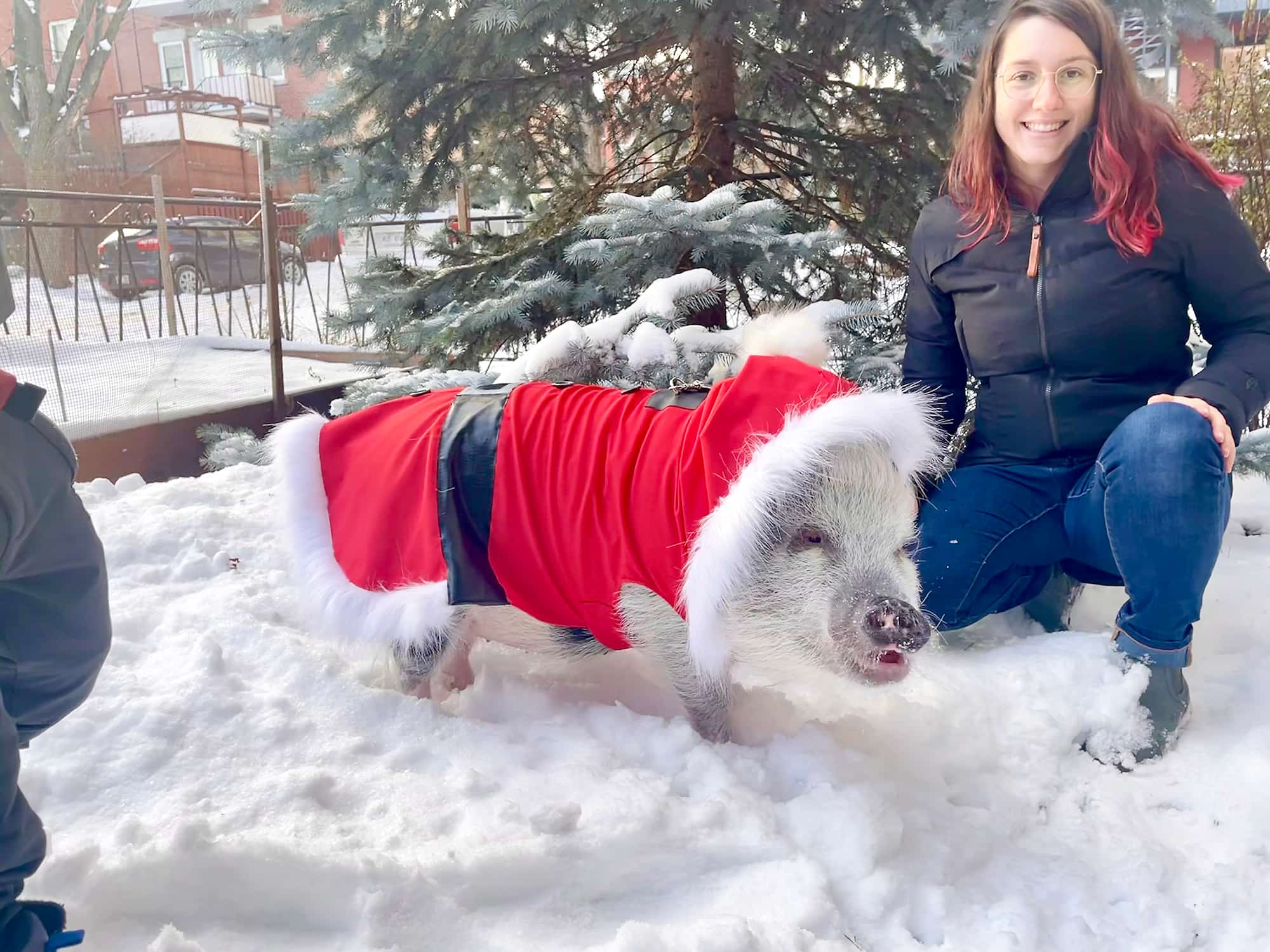 Un micro-cochon pas si petit que ça | Le Journal de Montréal