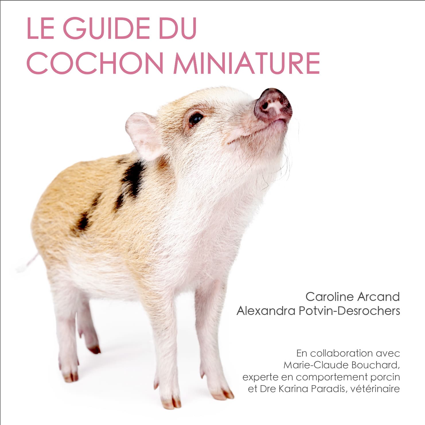 Un micro-cochon pas si petit que ça | Le Journal de Montréal