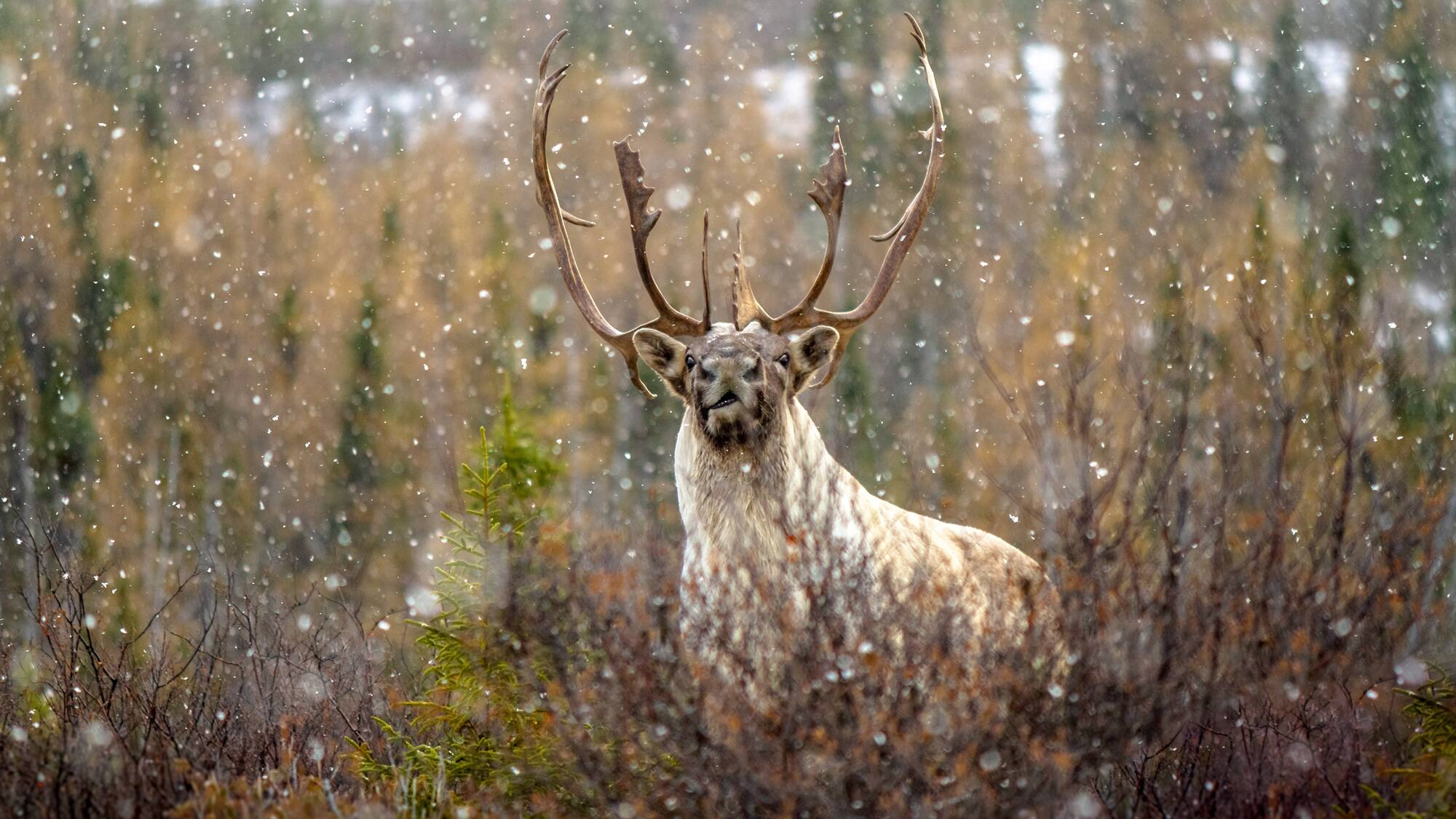 Protection des caribous en Gaspésie: Québec prend des mesures | JDM