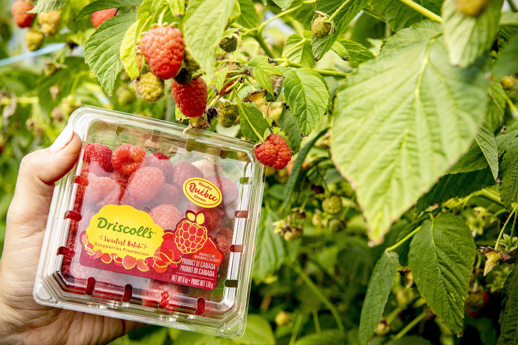 Le géant Driscoll’s débarque: des framboises américaines cultivées ...