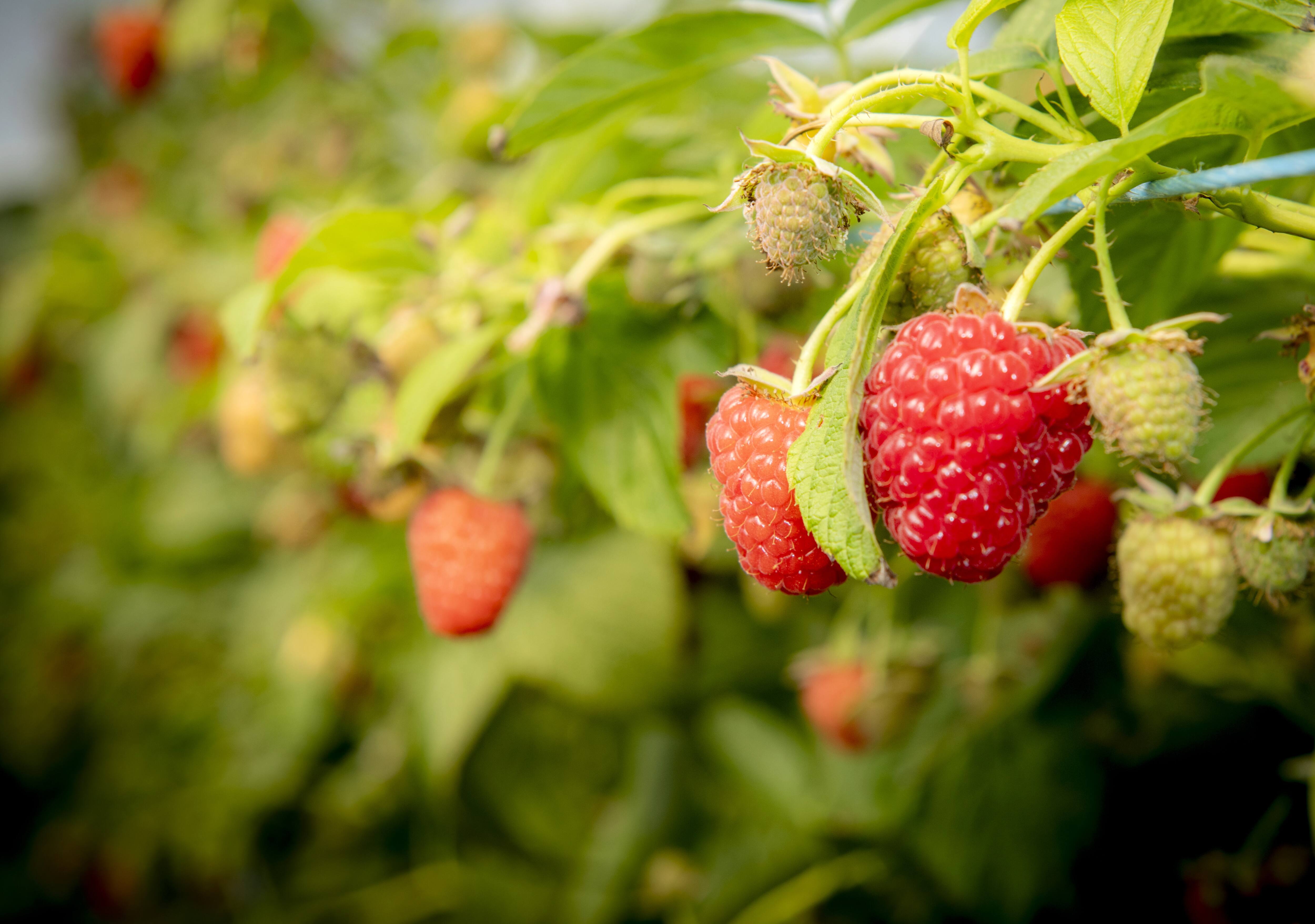 Le géant Driscoll’s débarque: des framboises américaines cultivées ...