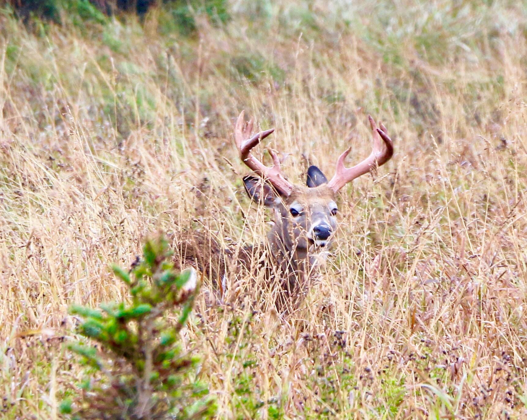 Anticosti: le chevreuil au rendez-vous | JDQ