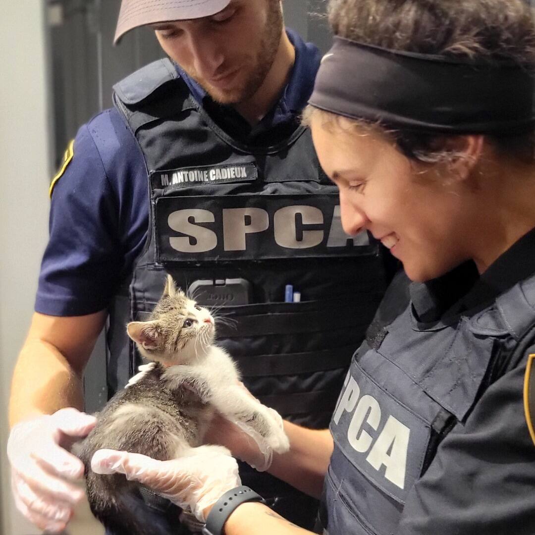 Vidéo scandaleuse d’un chaton maltraité par un homme | TVA Nouvelles