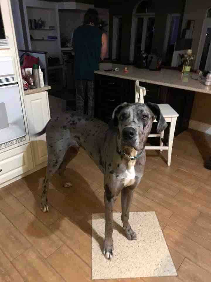 Un enfant de 5 ans défiguré par un grand danois | JDM