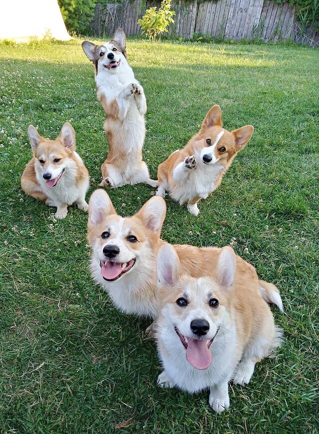 Engouement inquiétant pour les corgis au Québec depuis la mort de la ...