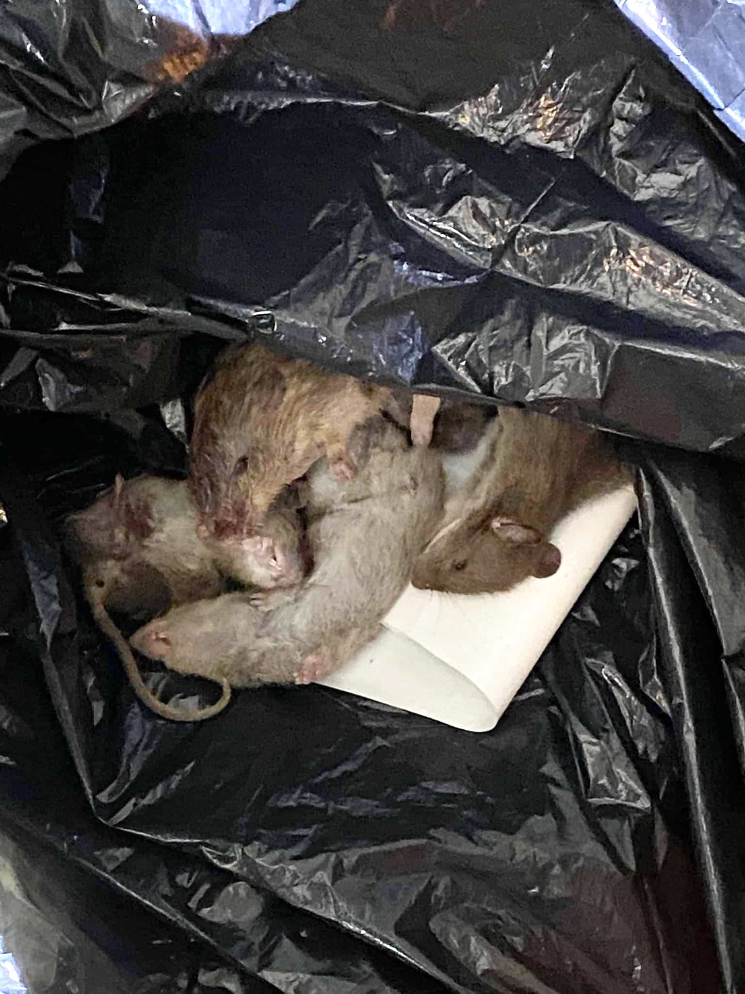 Infestations de rats et souris en forte croissance à Québec | JDM