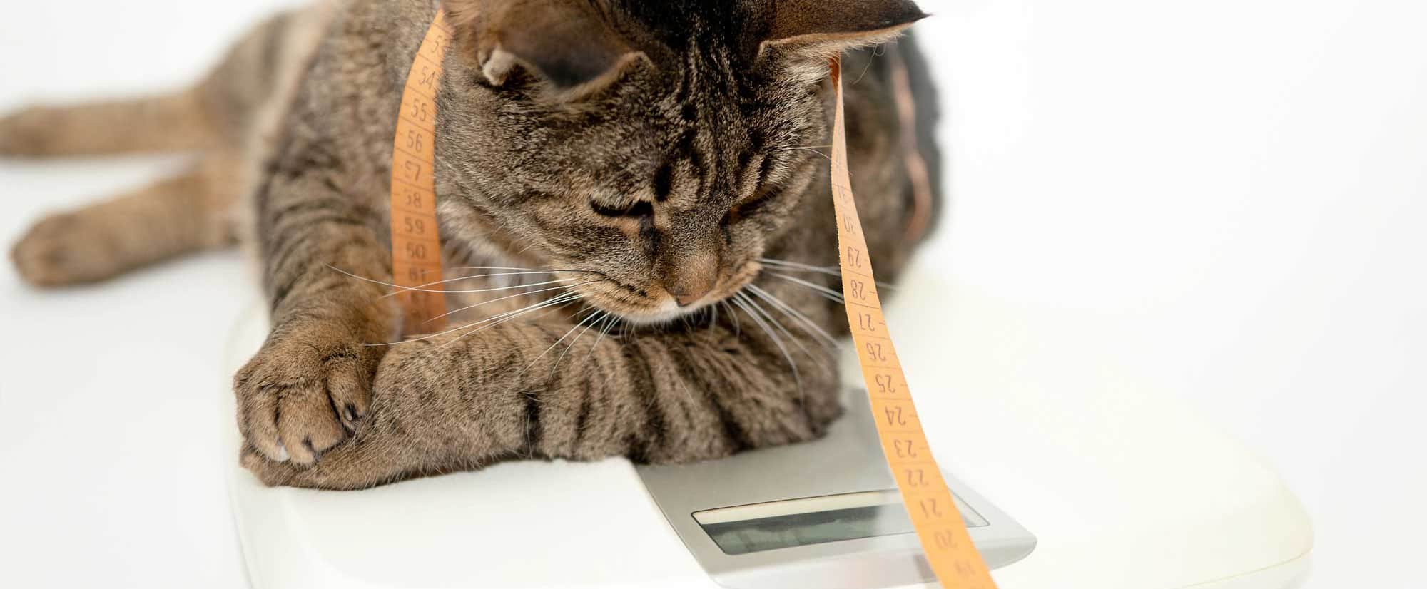 Obésité animale: comment maintenir son chat ou son chien à un poids ... Obésité animale: comment maintenir son chat ou son chien à un poids ...