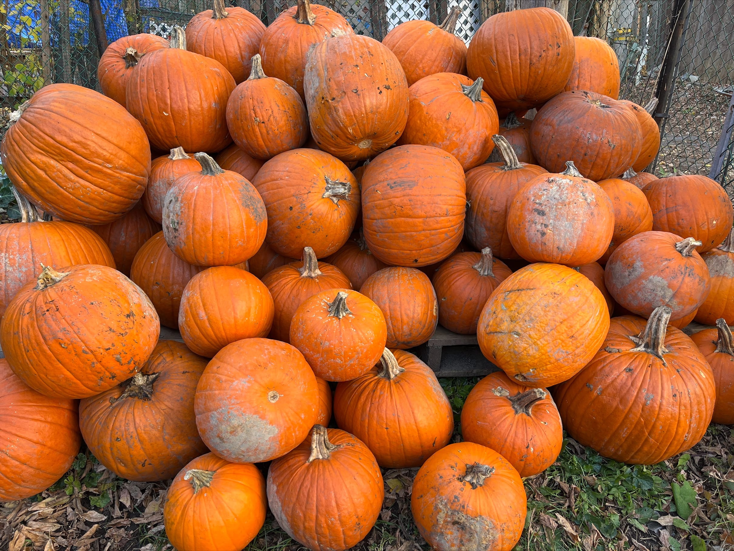 Il récupère les citrouilles d’Halloween pour éviter le gaspillage en ...