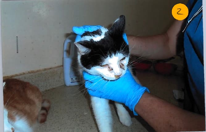 Les pires contrevenants de la maltraitance animale : la dame aux chats ...