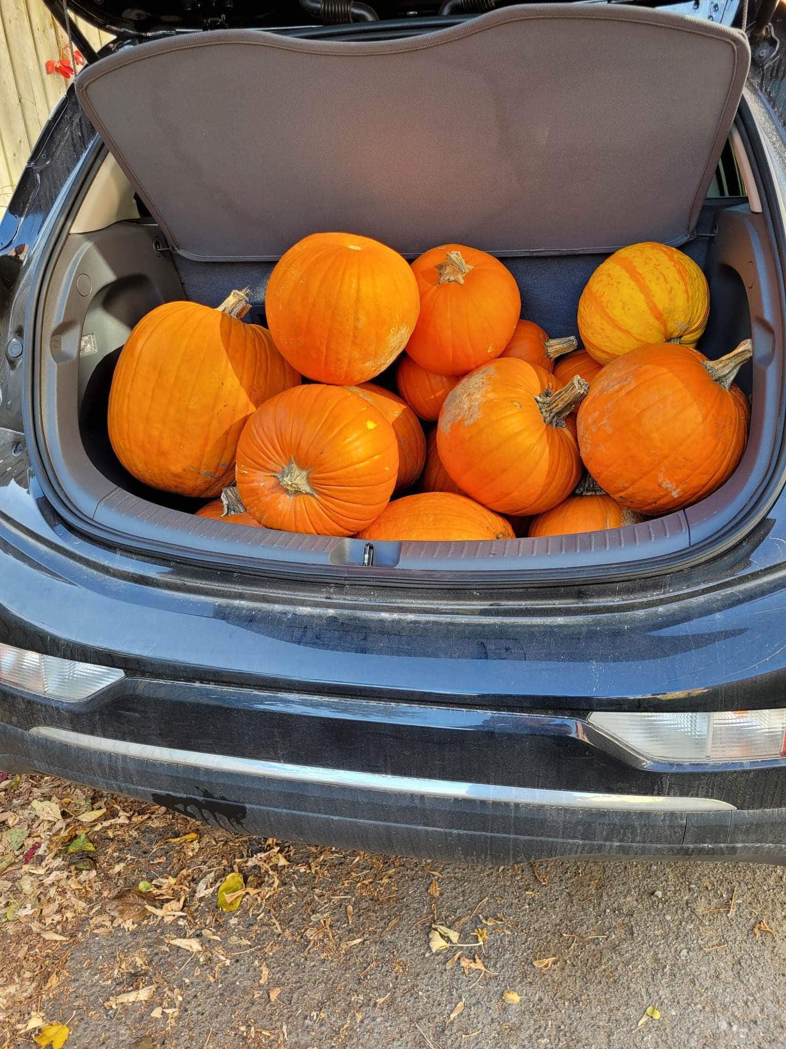 Il récupère les citrouilles d’Halloween pour éviter le gaspillage en ...