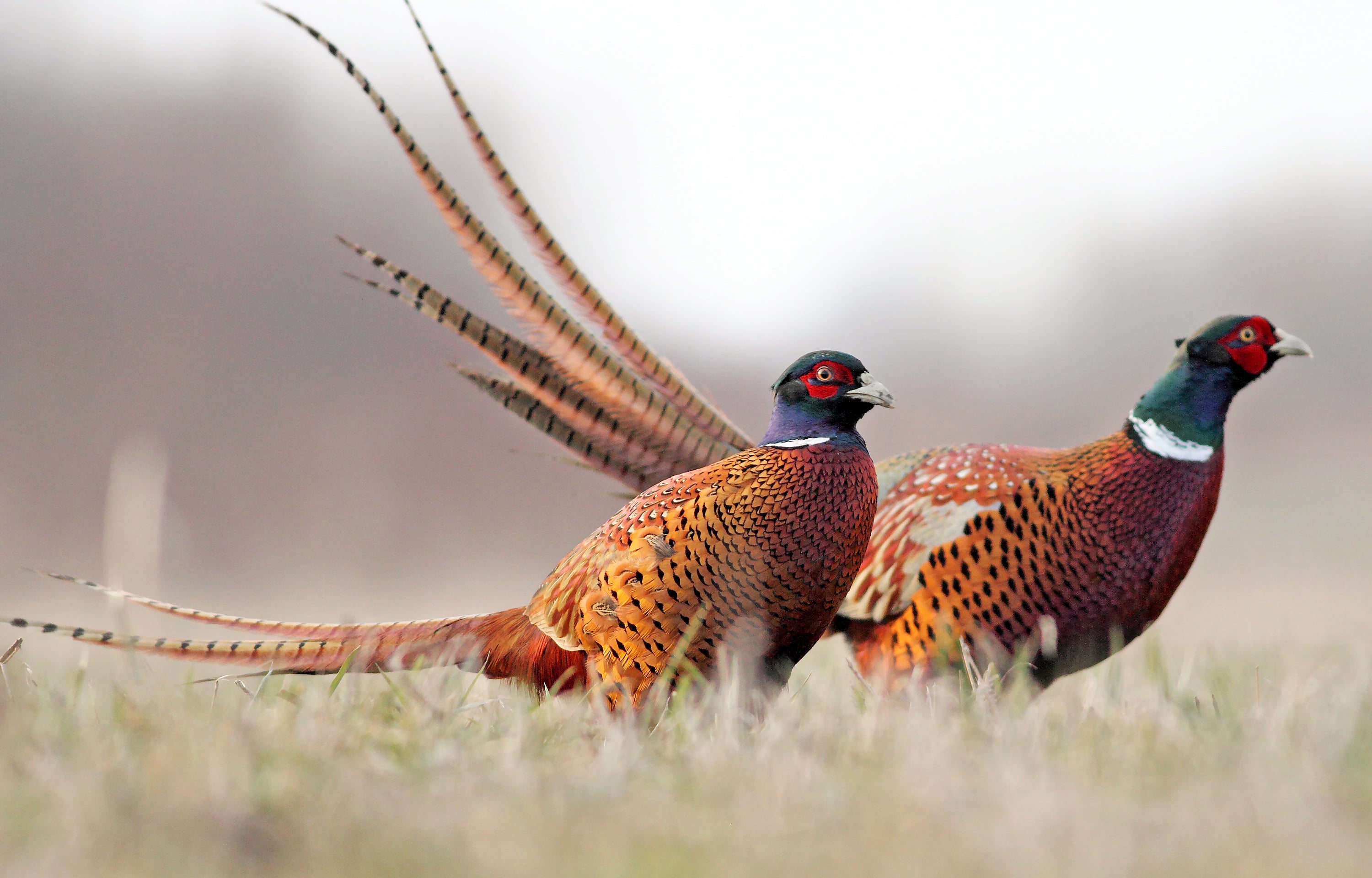 Chasse au faisan: questions sans réponses | JDM