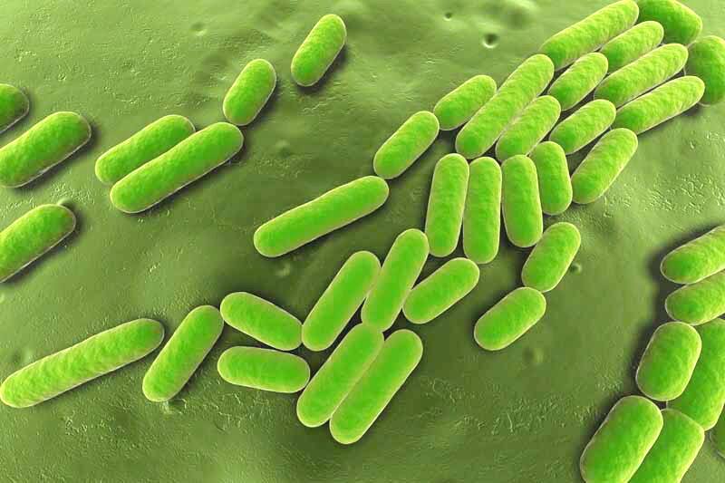 Bactéries et champignons, amis des plantes | JDM