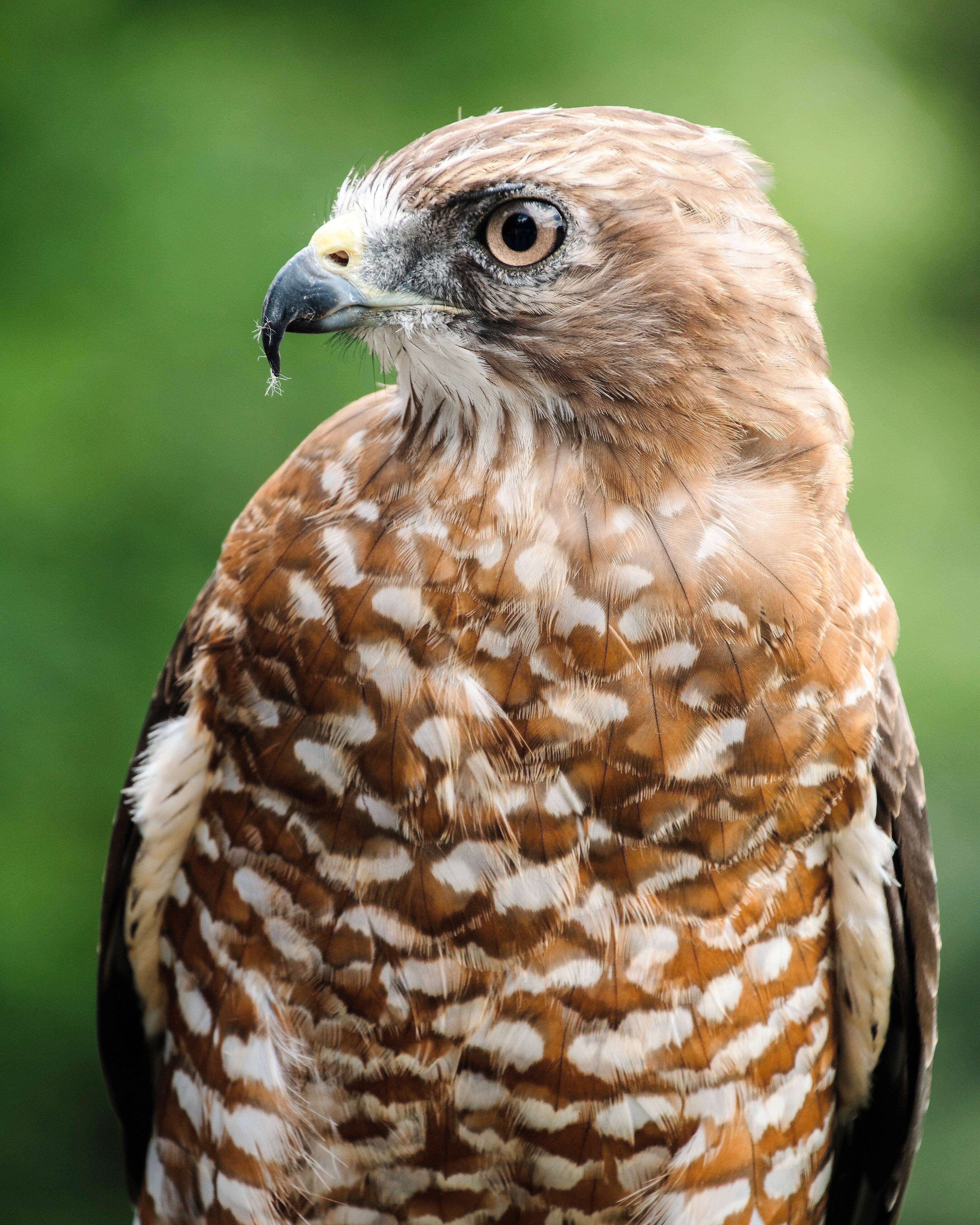 Un refuge d’oiseaux de proie unique | Le Journal de Québec