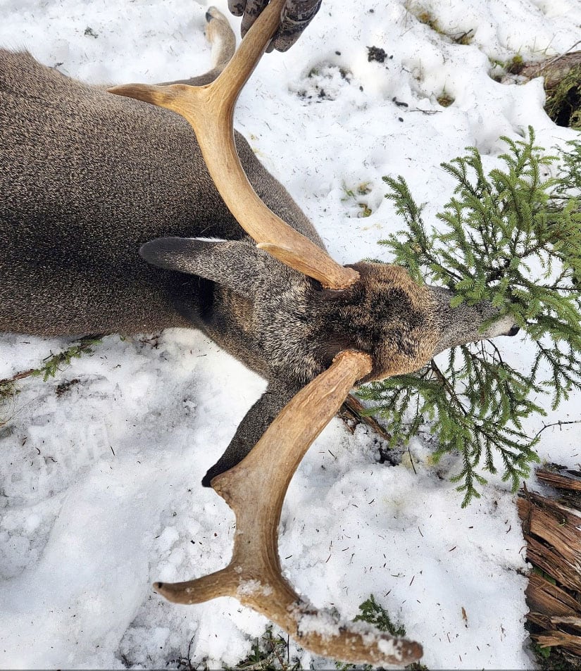 Où étaient donc ces gros bucks? | Le Journal de Montréal