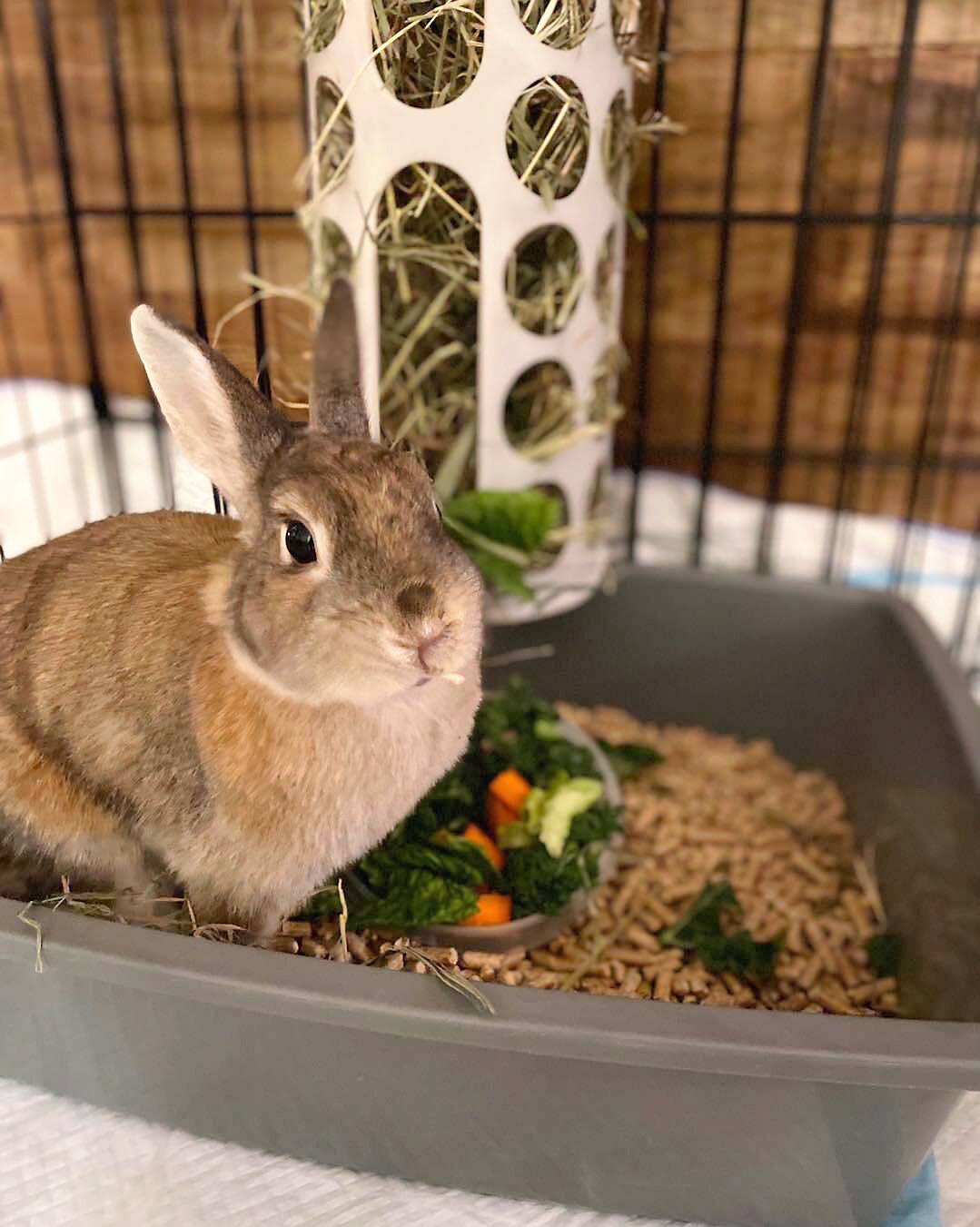 Difficult-to-access veterinary care: an unprecedented situation for the ...