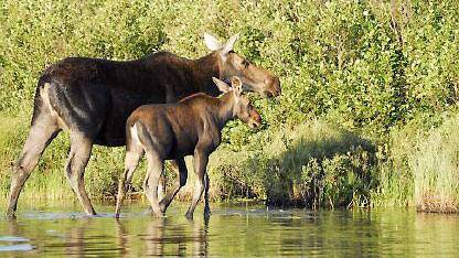 Plus de chevreuils et moins d’orignaux | JDM