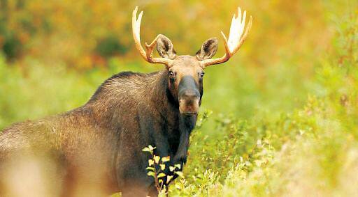 Un orignal se présente dans un cinéma et fait une razzia de pop-corn | JDQ