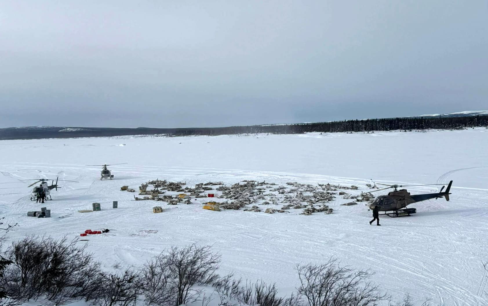 Plus de 300 caribous abattus au nord de Schefferville | JDM