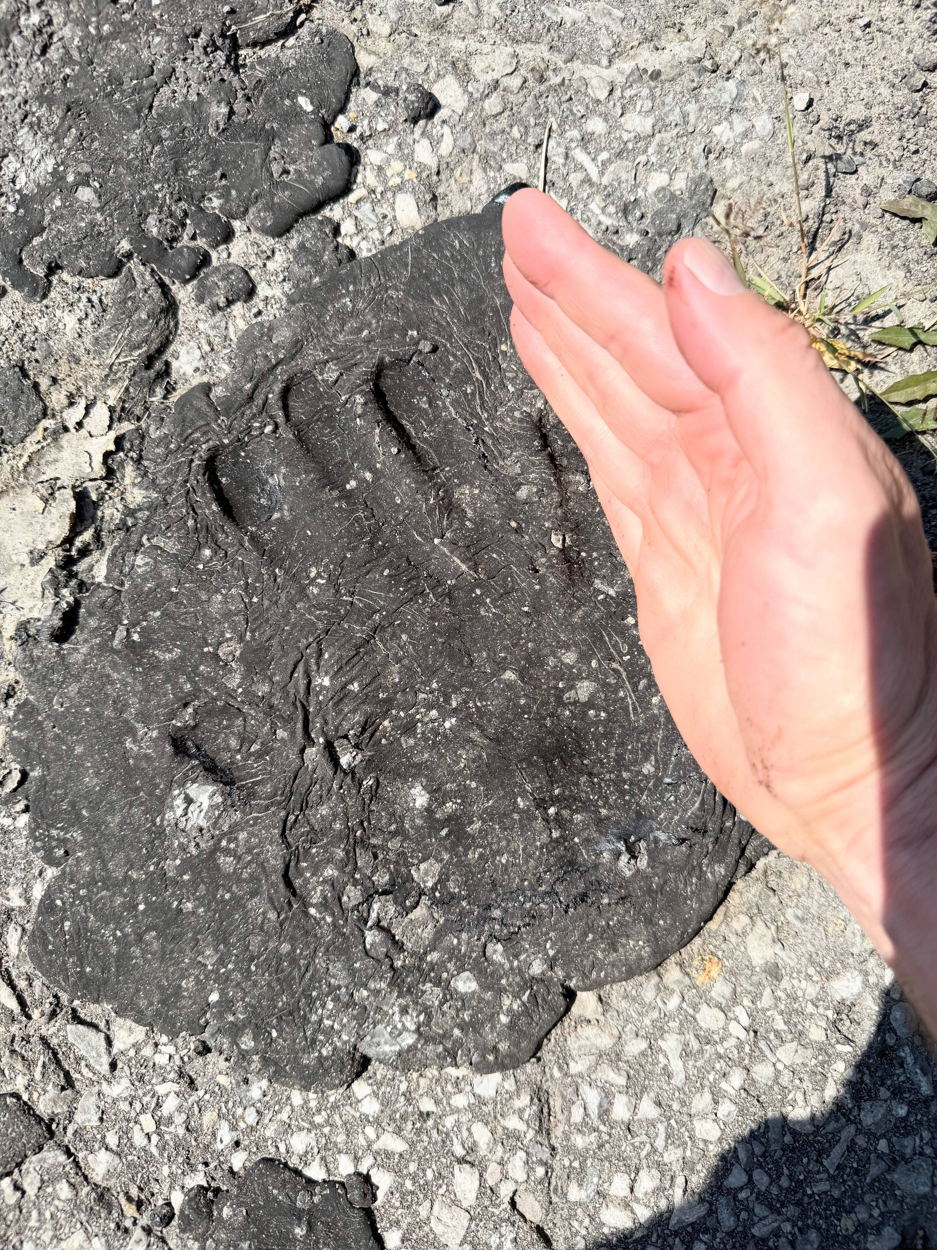 Chaleur extrême à Montréal: chaud à ramollir le bitume pour y imprimer ...