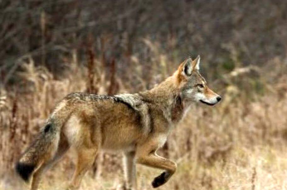 Protection du loup de l’Est: un nouvel affrontement en vue entre Québec ...