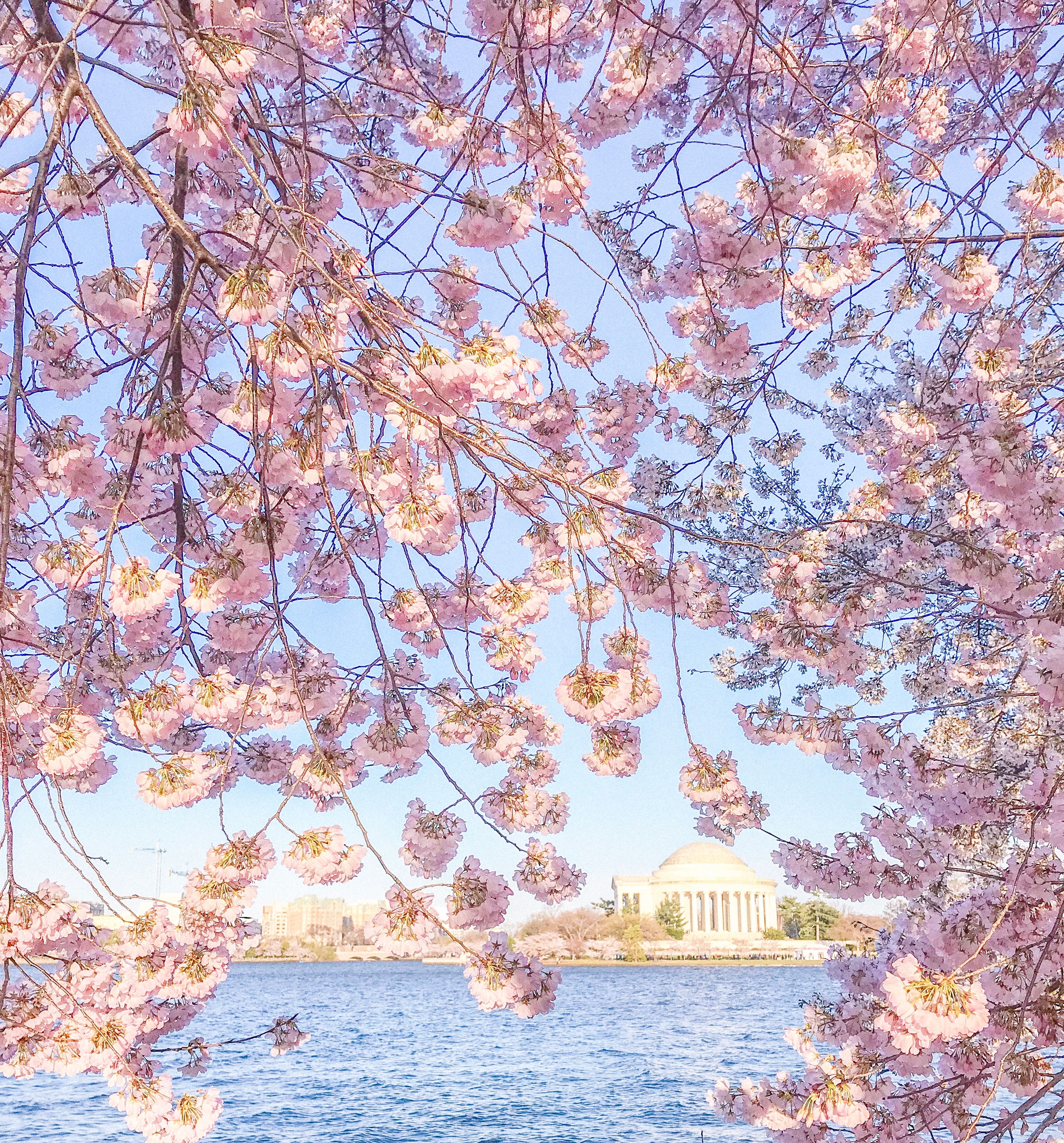 Bientôt le temps des cerisiers à Washington | JDM