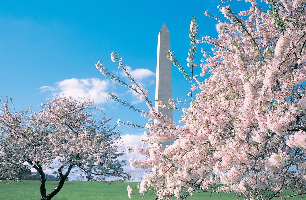 Bientôt le temps des cerisiers à Washington | JDM