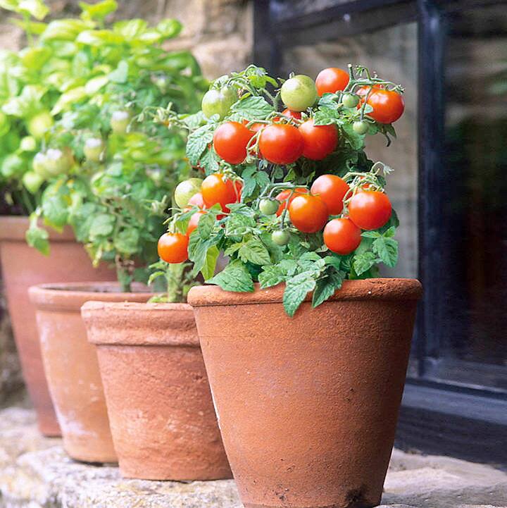 7 plants de tomates qui poussent bien en pot | JDM