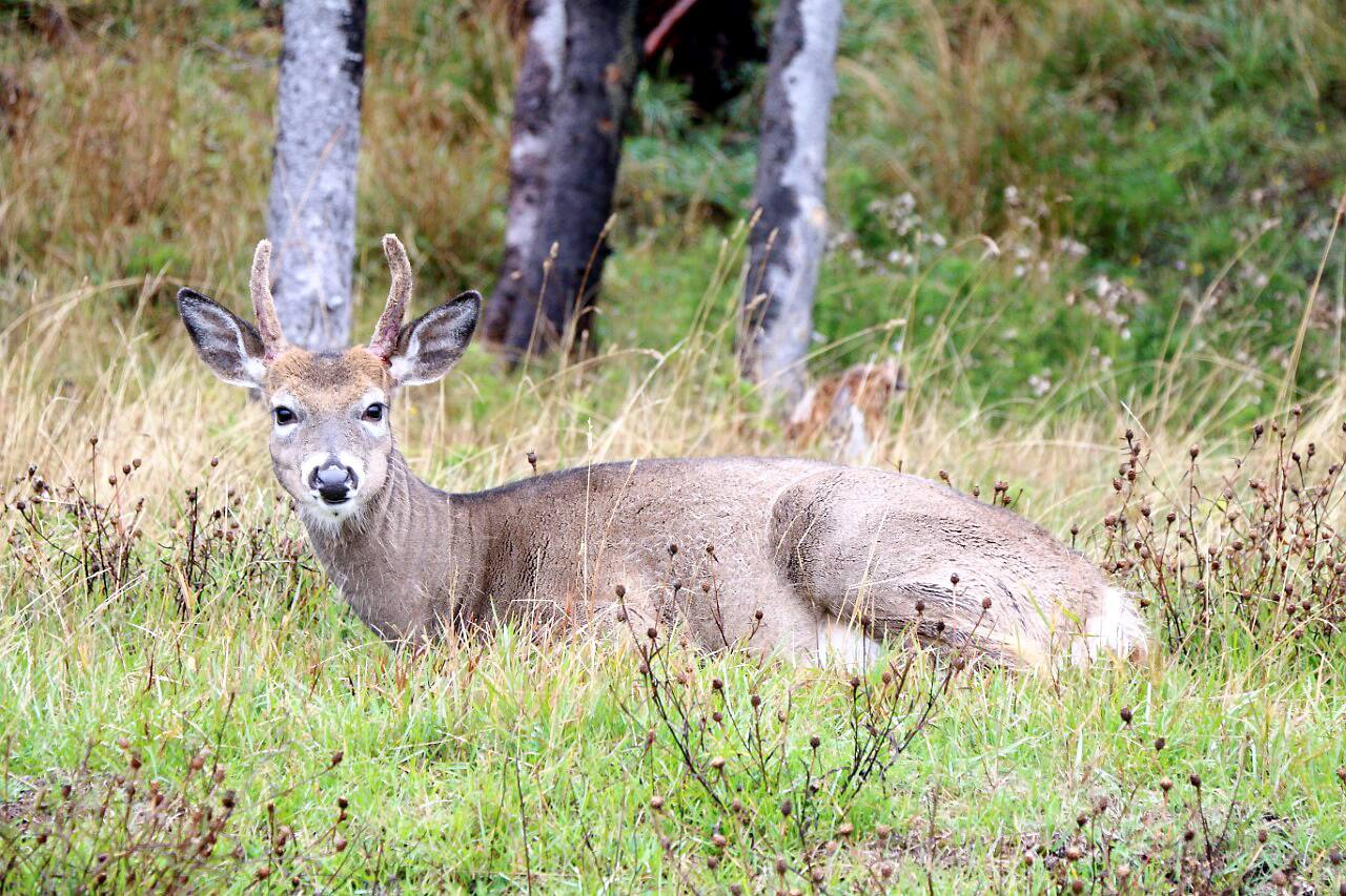 Le RTLB, aucun impact biologique sur le cerf | JDM