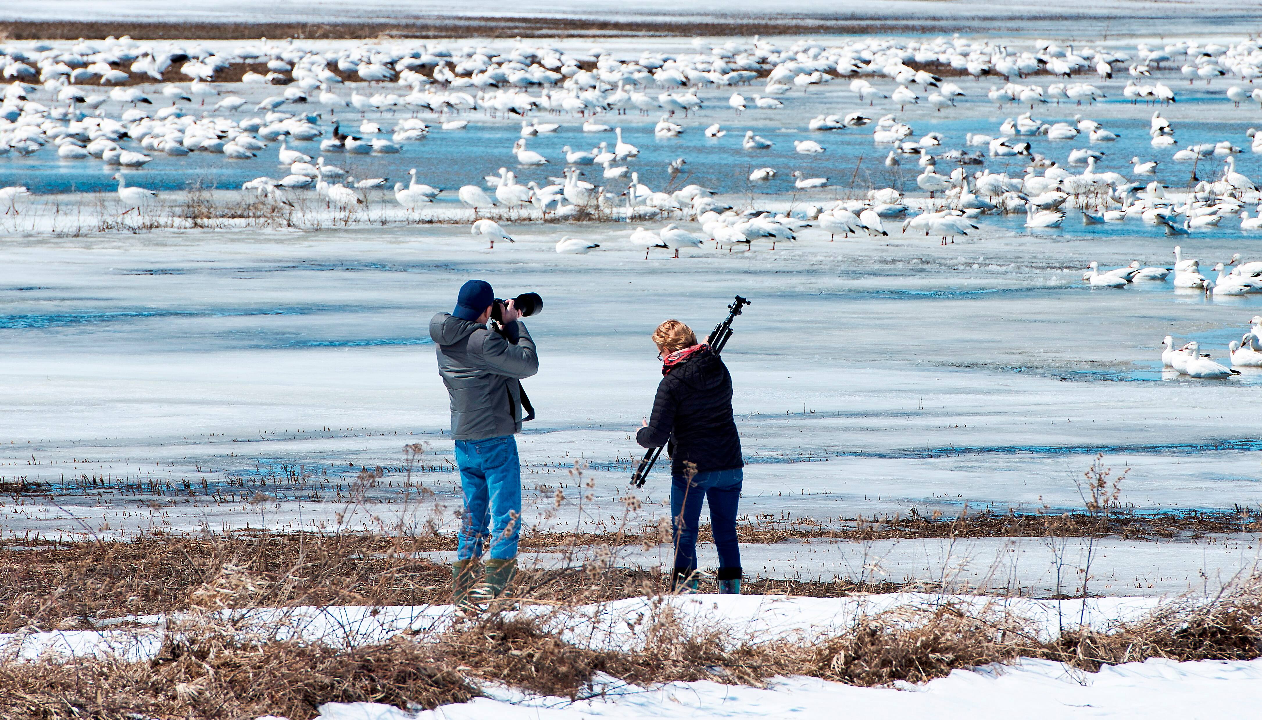 Le spectacle des oies à Baie-du-Febvre | JDM