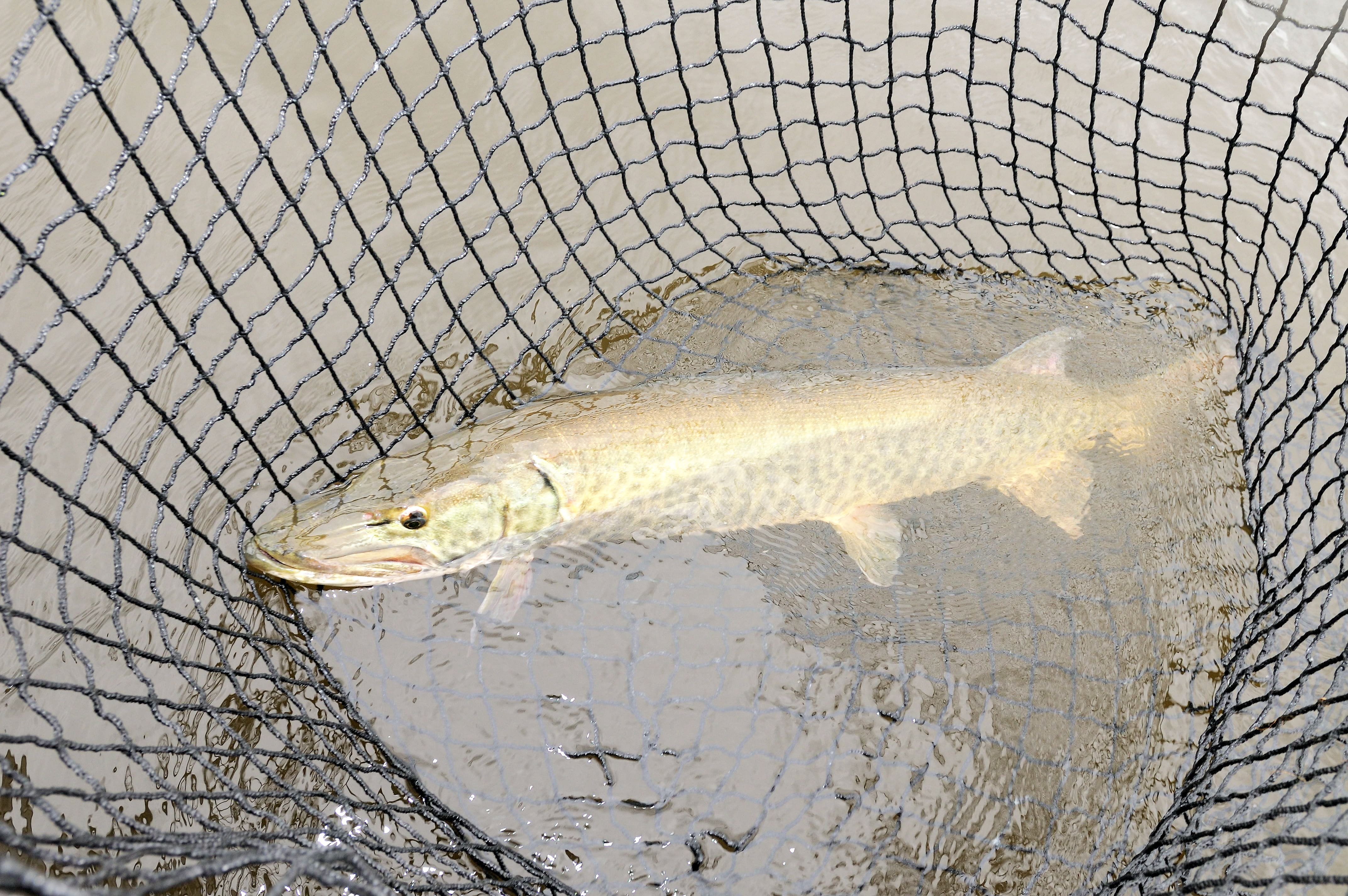 Maskinongé: L’importance de la graciation | JDQ