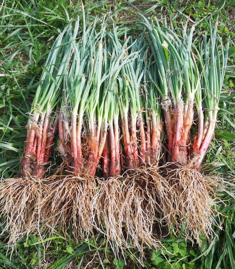 5 légumes vivaces à planter une seule fois et à récolter chaque année | JDM