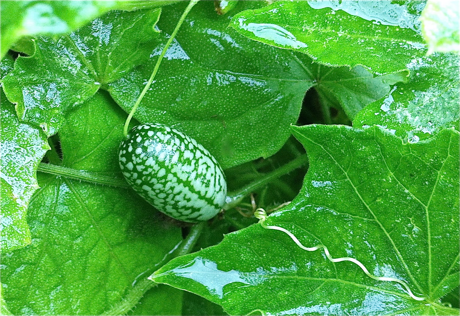 Sept variétés de concombres à découvrir cet été | JDM