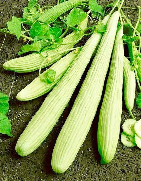 Sept variétés de concombres à découvrir cet été | JDM