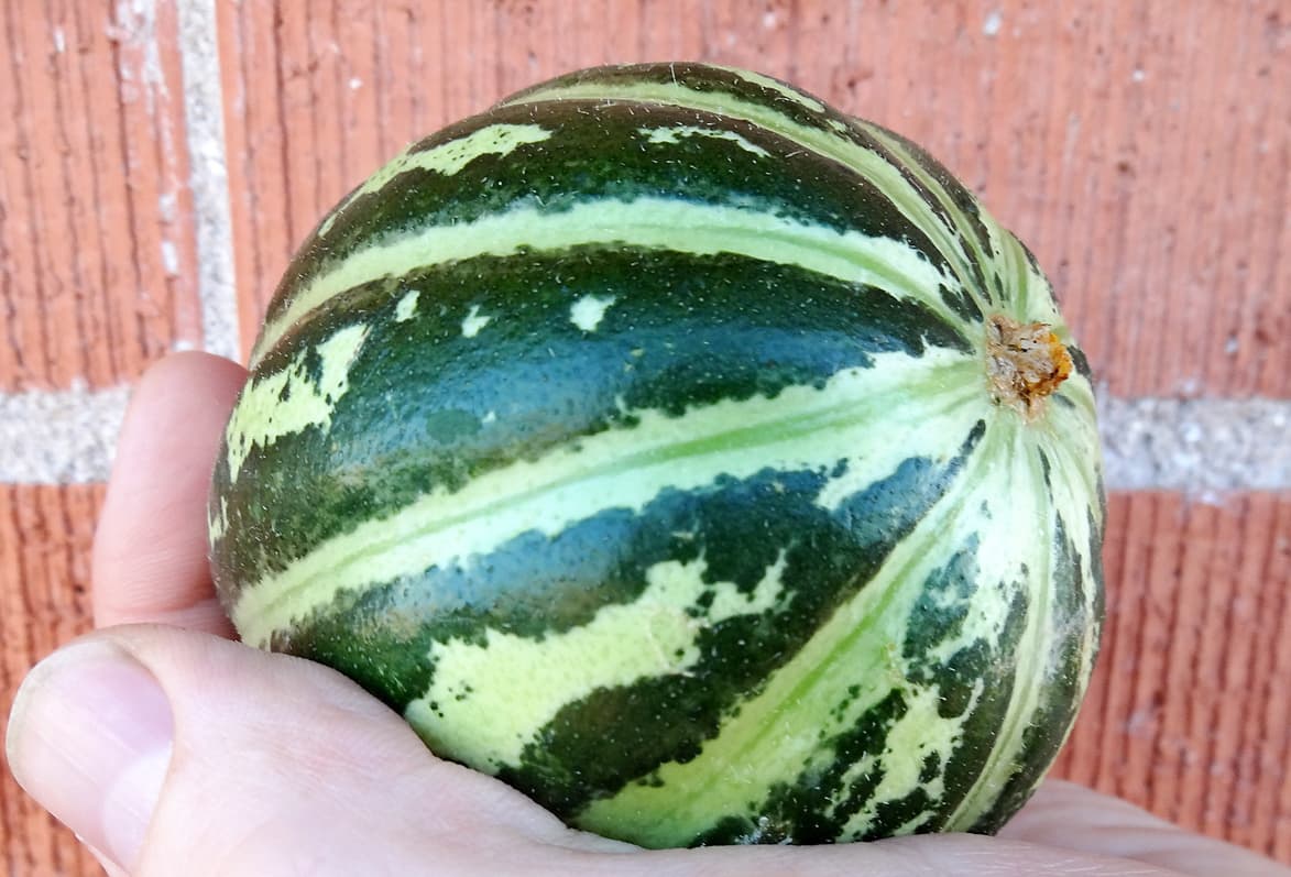 Sept variétés de concombres à découvrir cet été | JDM