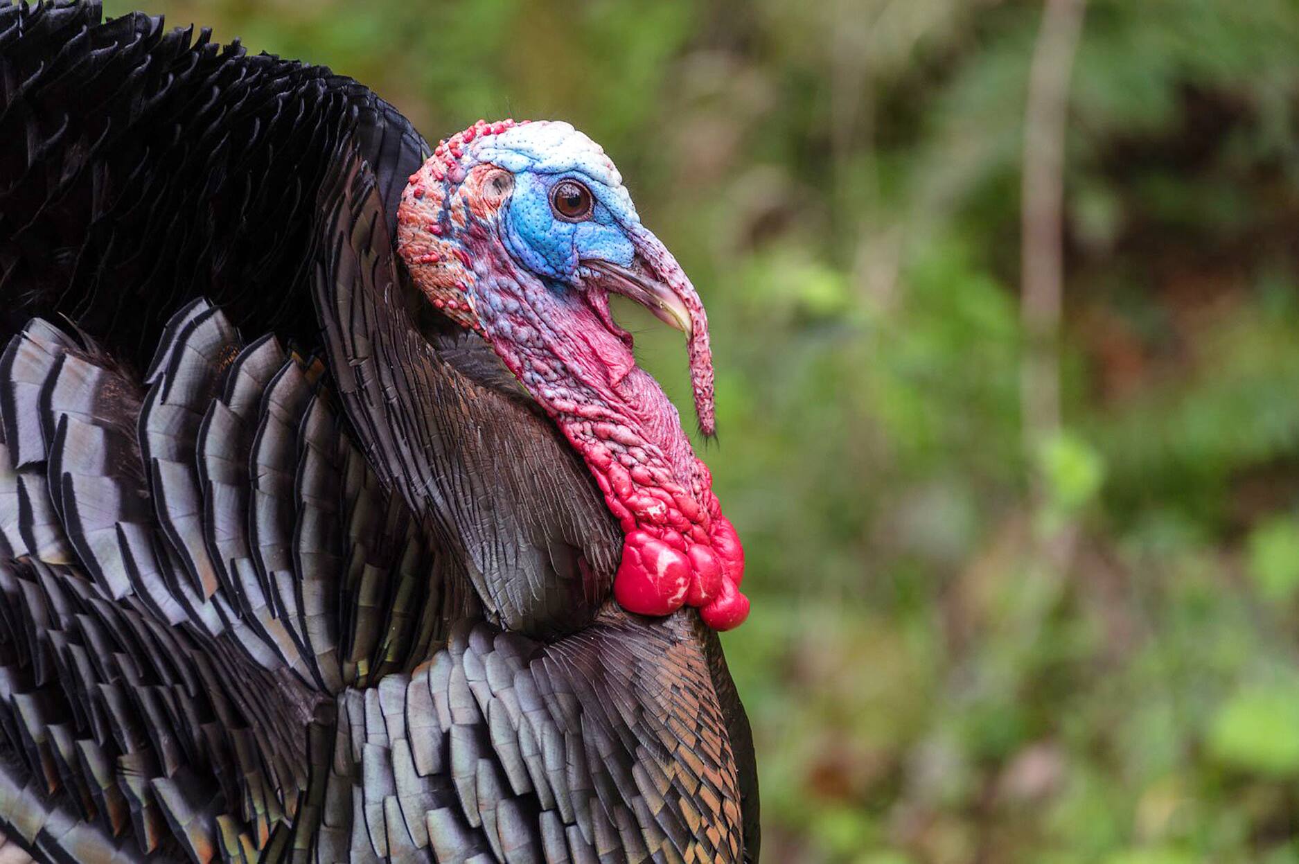 Dindon sauvage: démystifier son langage corporel | JDM