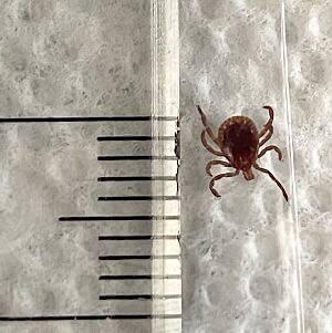 Une nouvelle espèce de tique préoccupante établie au Québec pour de bon ...