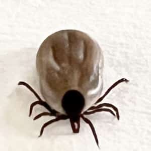 Une nouvelle espèce de tique préoccupante établie au Québec pour de bon ...