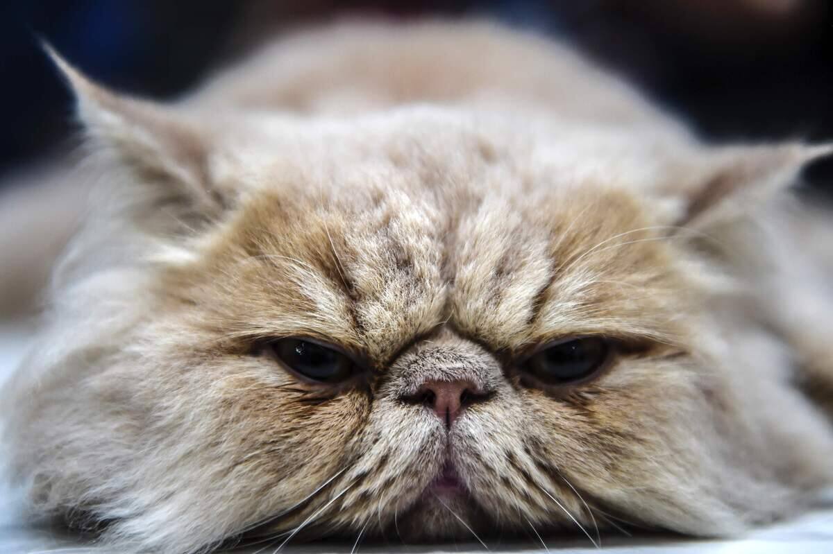 Vivre avec un animal aurait un effet néfaste sur le bien-être, selon ...